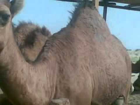 Deve Sütü İçerken