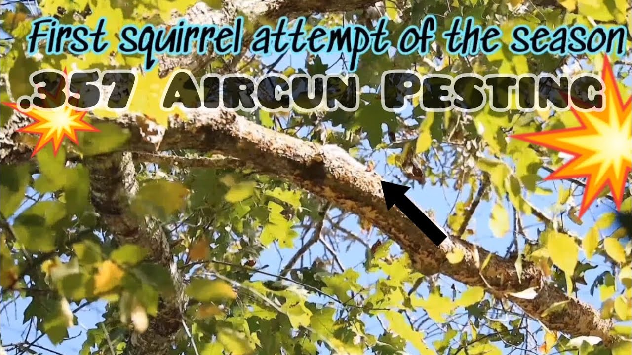 Big Bore Airgun Pesting - YouTube