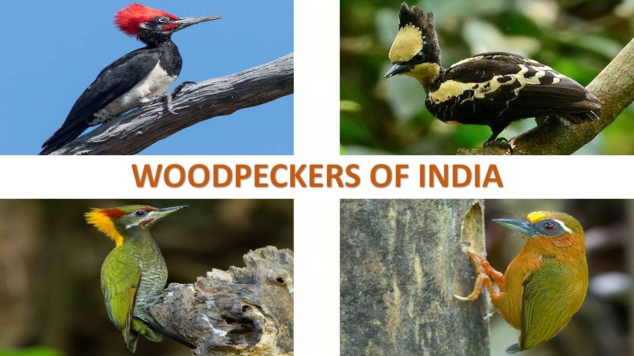 Indian Woodpecker Bird
