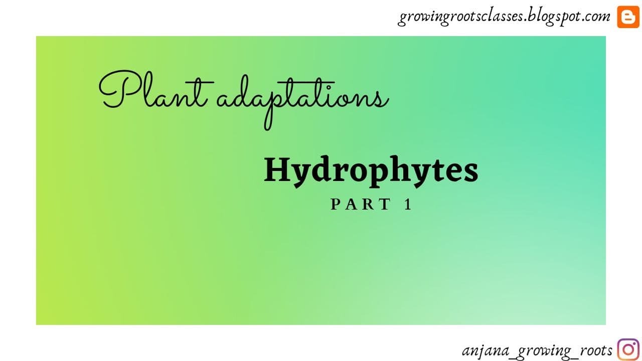 Ecological Adaptation Of Hydrophytes | Submerged | Rooted Emerged ...