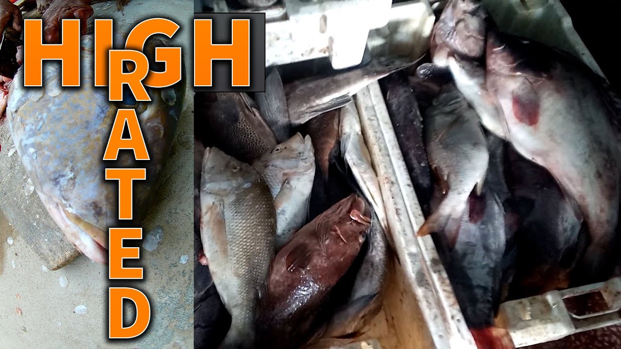 Post Guard Fish in Fishery Market | Ibrahim Hyderi - YouTube