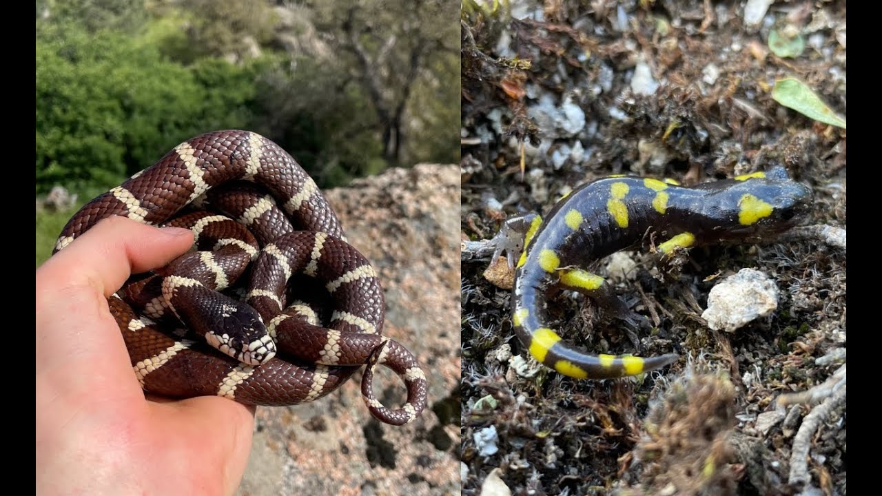 Flipping rocks for Snakes in the central California hills! - YouTube
