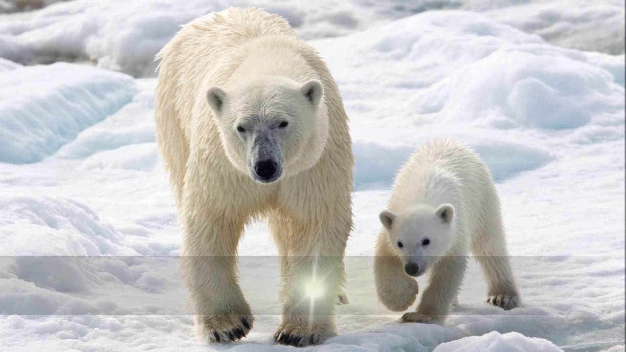 Zanimljivosti iz životinjskog svijeta - YouTube