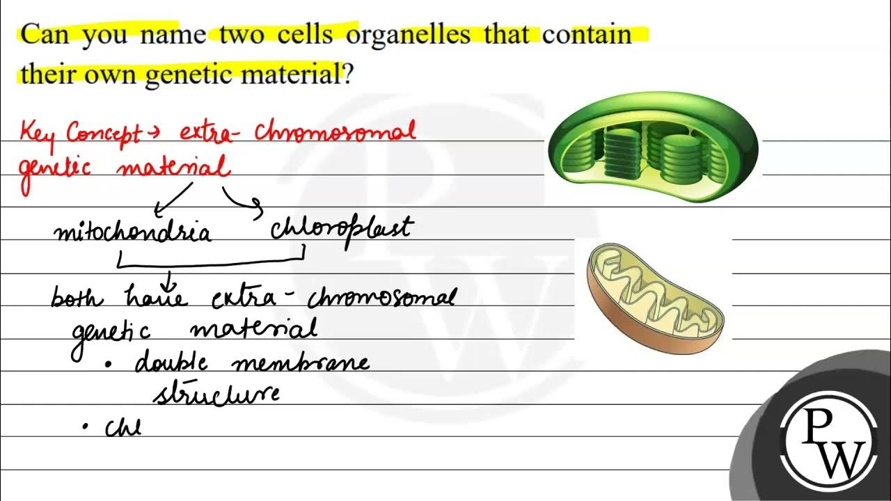 Can you name two cells organelles that contain their own genetic ...