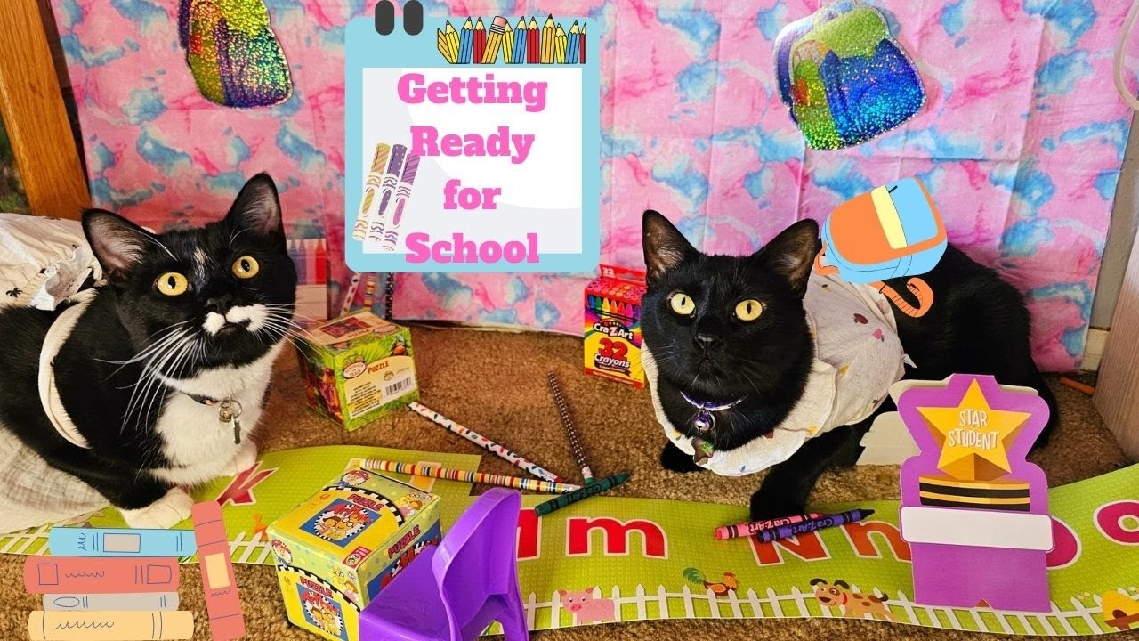 Cats Going Back to School - YouTube