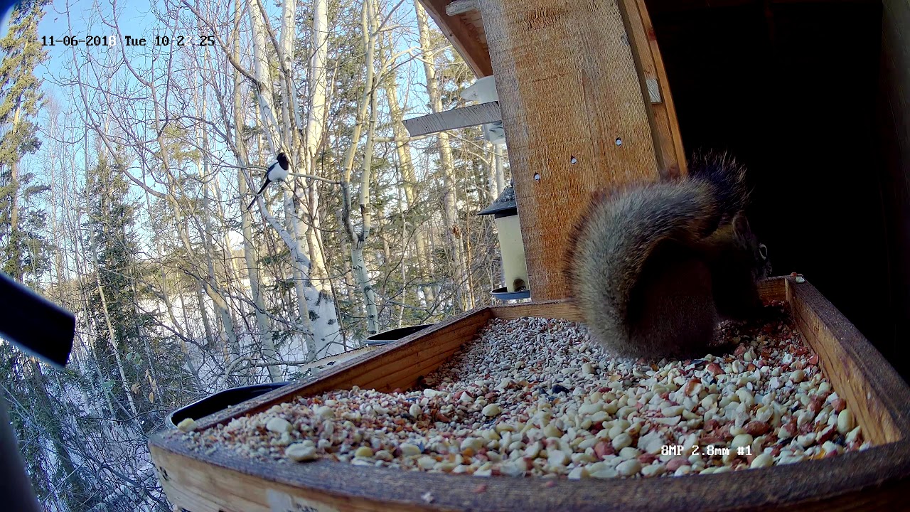 Being a Squirrel is Hard Work - YouTube