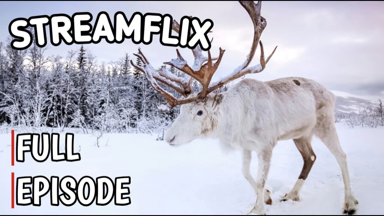 Arctic Explorers: Unveiling the Secrets of Reindeer - YouTube