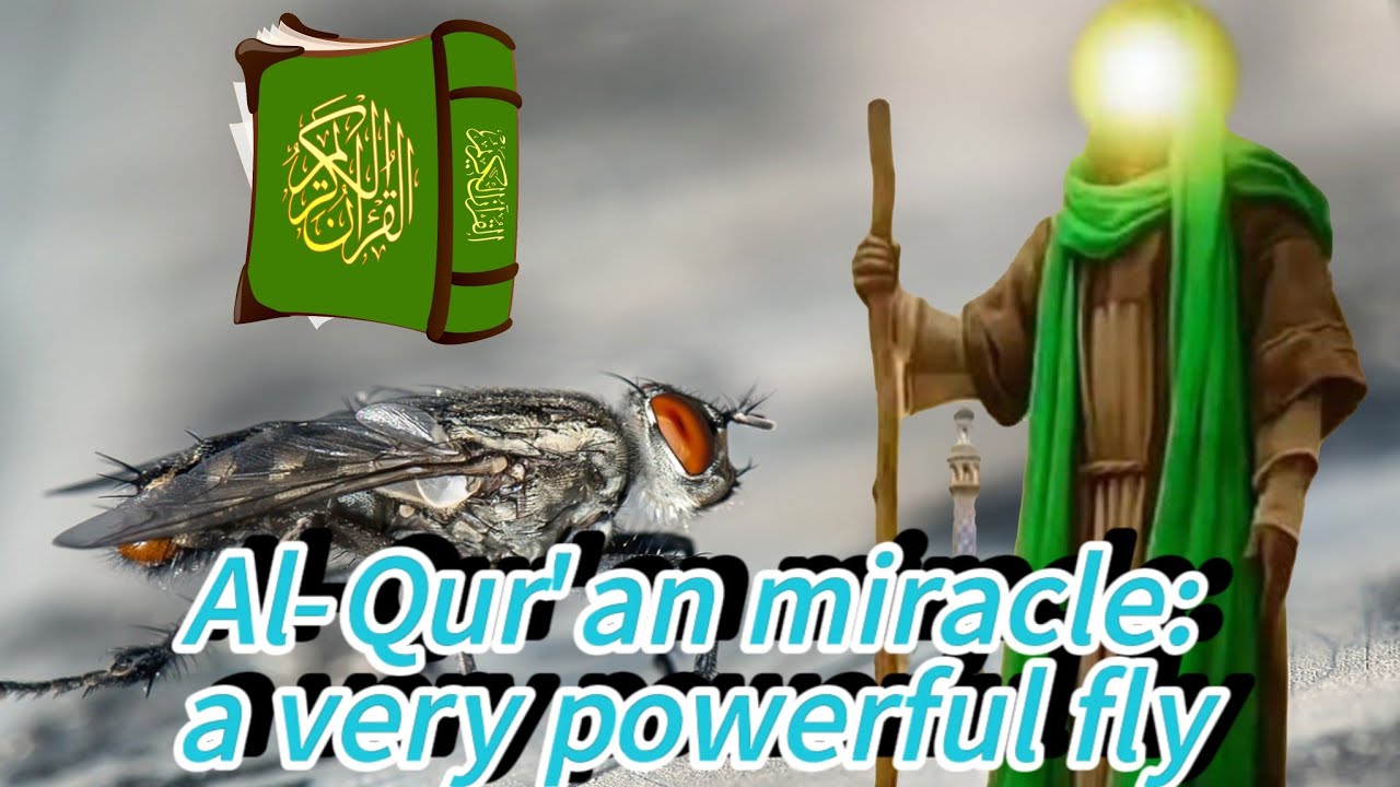 Al-Qur'an miracle: a very powerful fly - YouTube