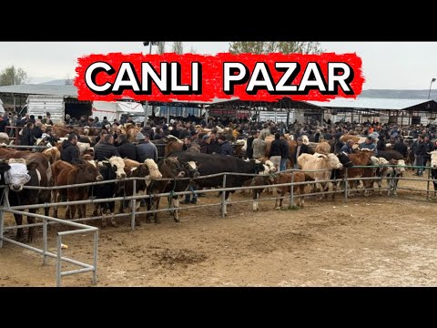 TOKAT TURHAL HAYVAN PAZARI 08 NİSAN / KURBANLIK FİYATLARI