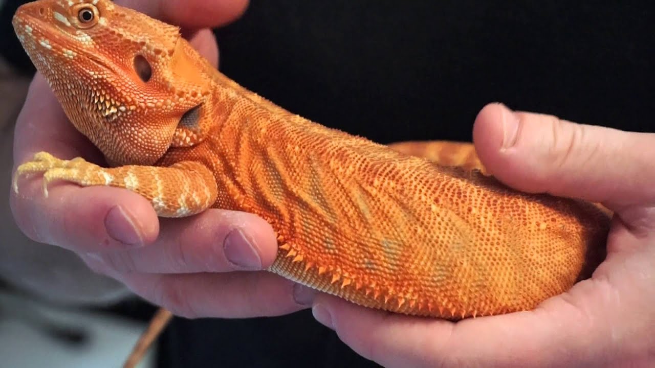 RAPTOR REPTILES: Colony Update February 2016 - YouTube