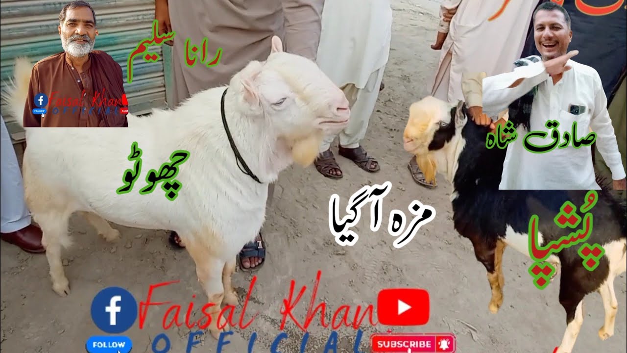 Choto Or Pushpa Teddy Breeder Fazilpur #animals #goat #viral #dailyvlog ...