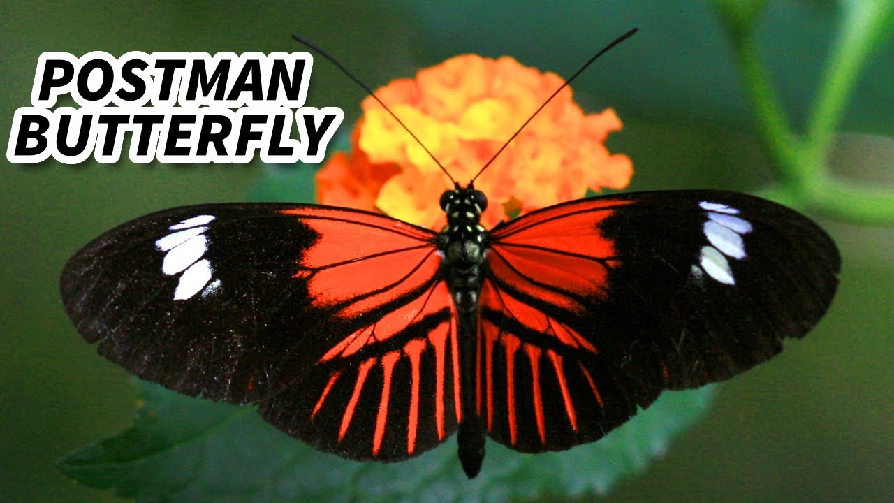 Postman Butterfly Facts: a MIMIC 🦋 Animal Fact Files - YouTube