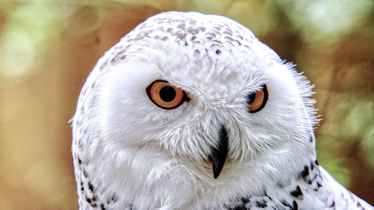 Snowy Owl Sound | Snowy Owl Sound Effect | Owl Noises | Nature Sounds ...