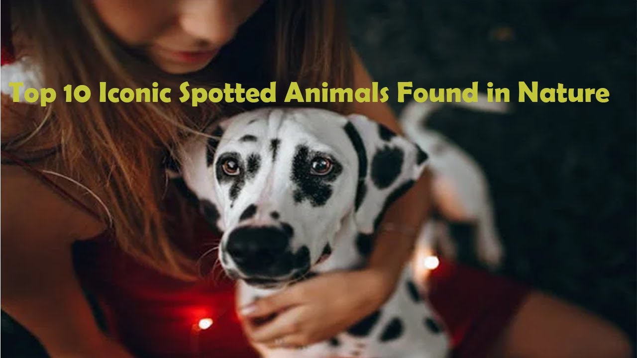 Top 10 Iconic Spotted Animals Found in Nature-TOP 10 - YouTube