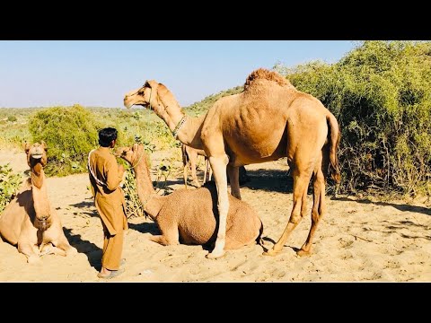 Camel Love Time | The camel is having full fun | الجمل يستمتع بوقته كاملة | Camel Videos | Camel ...