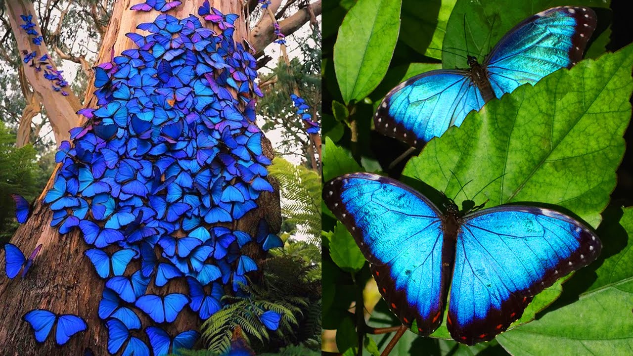 10 Most BEAUTIFUL Butterflies on Planet Earth | Things Around - YouTube