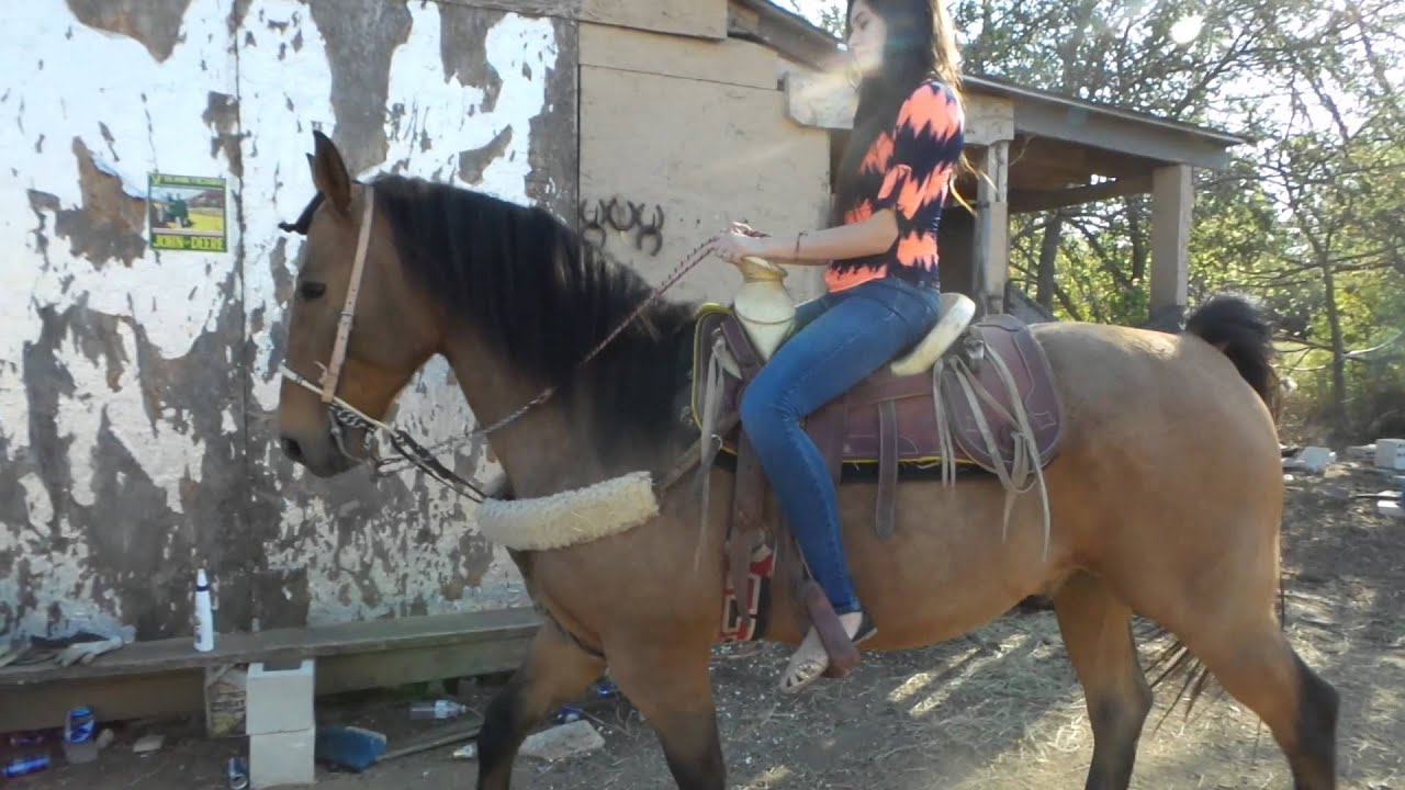 Riding beautiful horse - YouTube