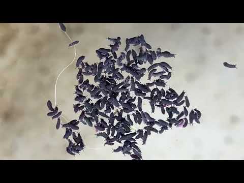 Podura aquatica water springtails - YouTube