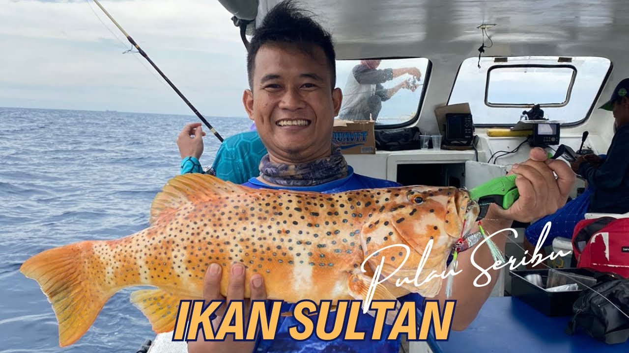 STRIKE IKAN KERAPU LODI BESAR..!! FULL JIGGING DI PULAU SERIBU feat ...