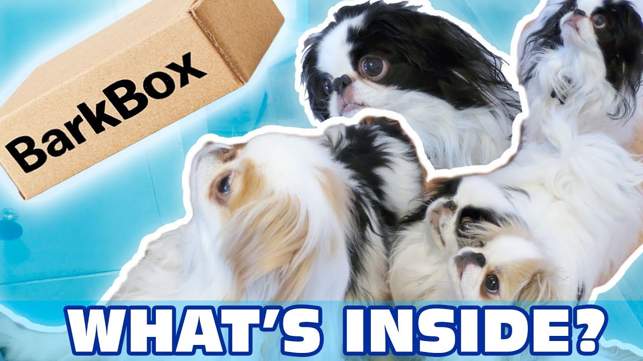 Barkbox - Our First Month's Box, the Japanese Chins Help Part #1 - YouTube