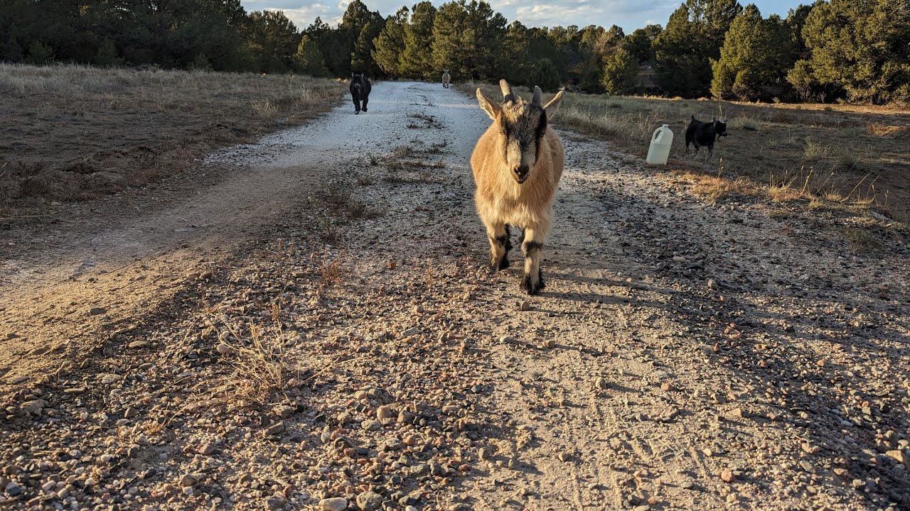 ⚡ Lightning Goats ⚡ Live Goat Feeder - YouTube
