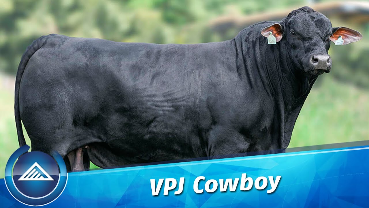 VPJ Cowboy - YouTube