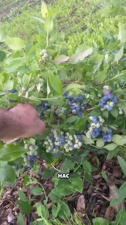 Голубика Нортленд. Маточные кусты для черенкования. #голубика # ...