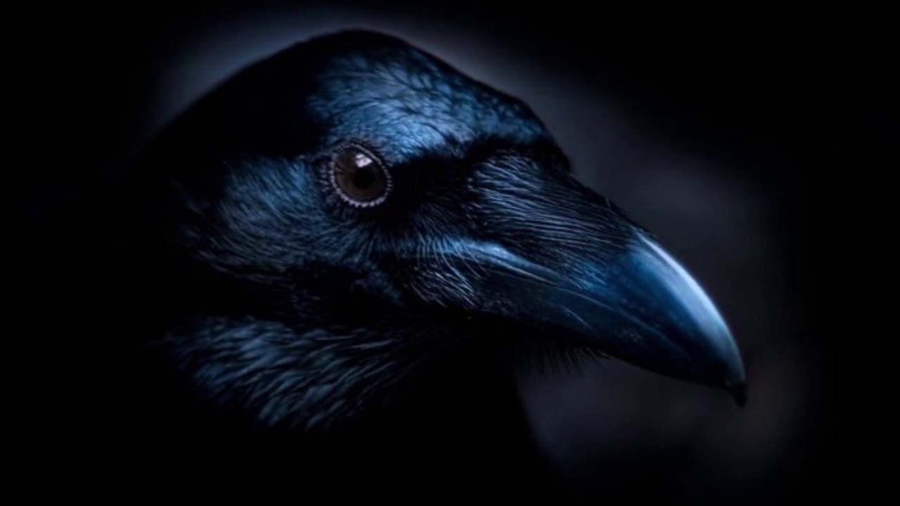 The Raven - Read by Joshua Douma ("Morning Voice") - YouTube