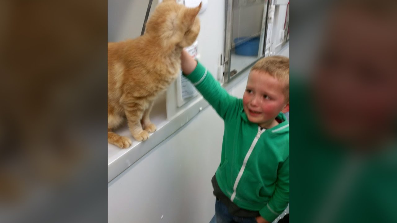 Little boy finds long-lost cat in rescue centre - YouTube