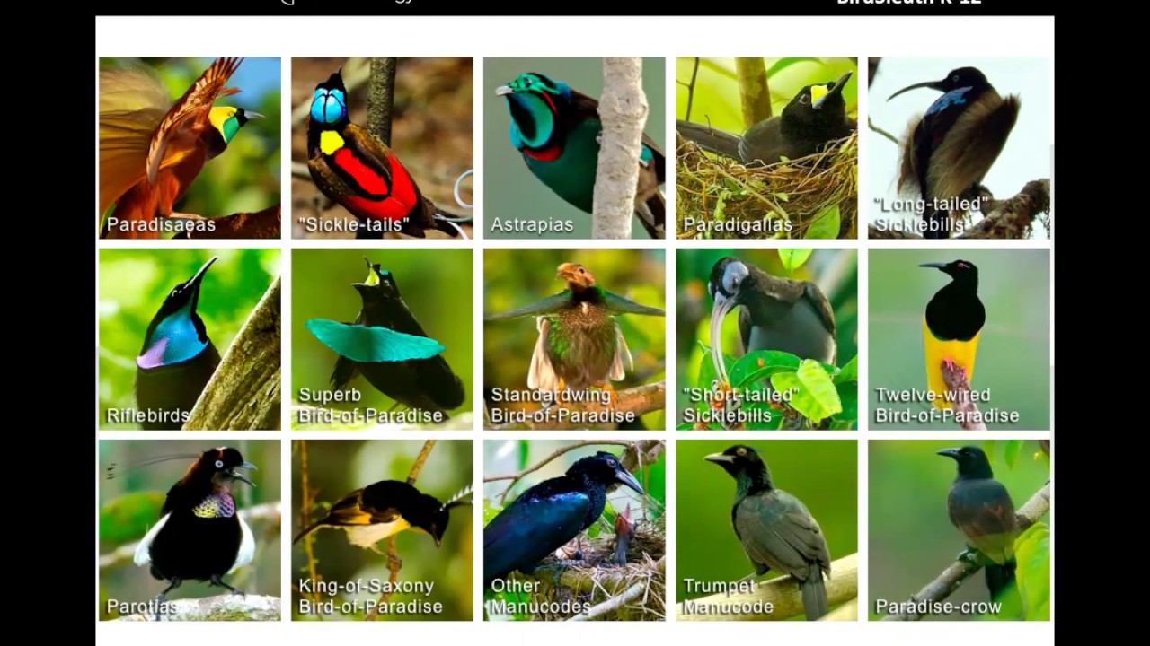 Exploring Evolution - YouTube