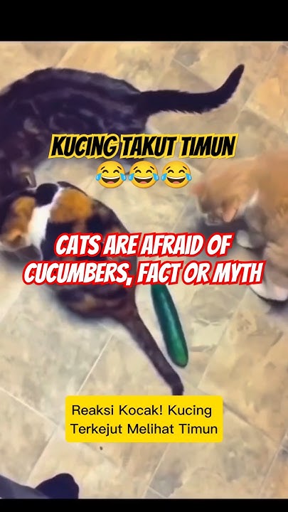 Cats are afraid of cucumbers, fact or myth ? - YouTube