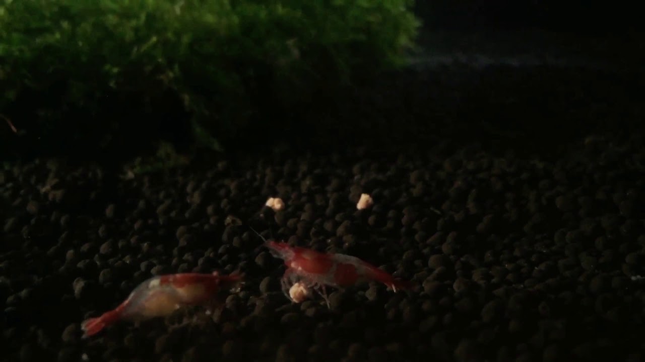 Shrimp fighting over food. - YouTube
