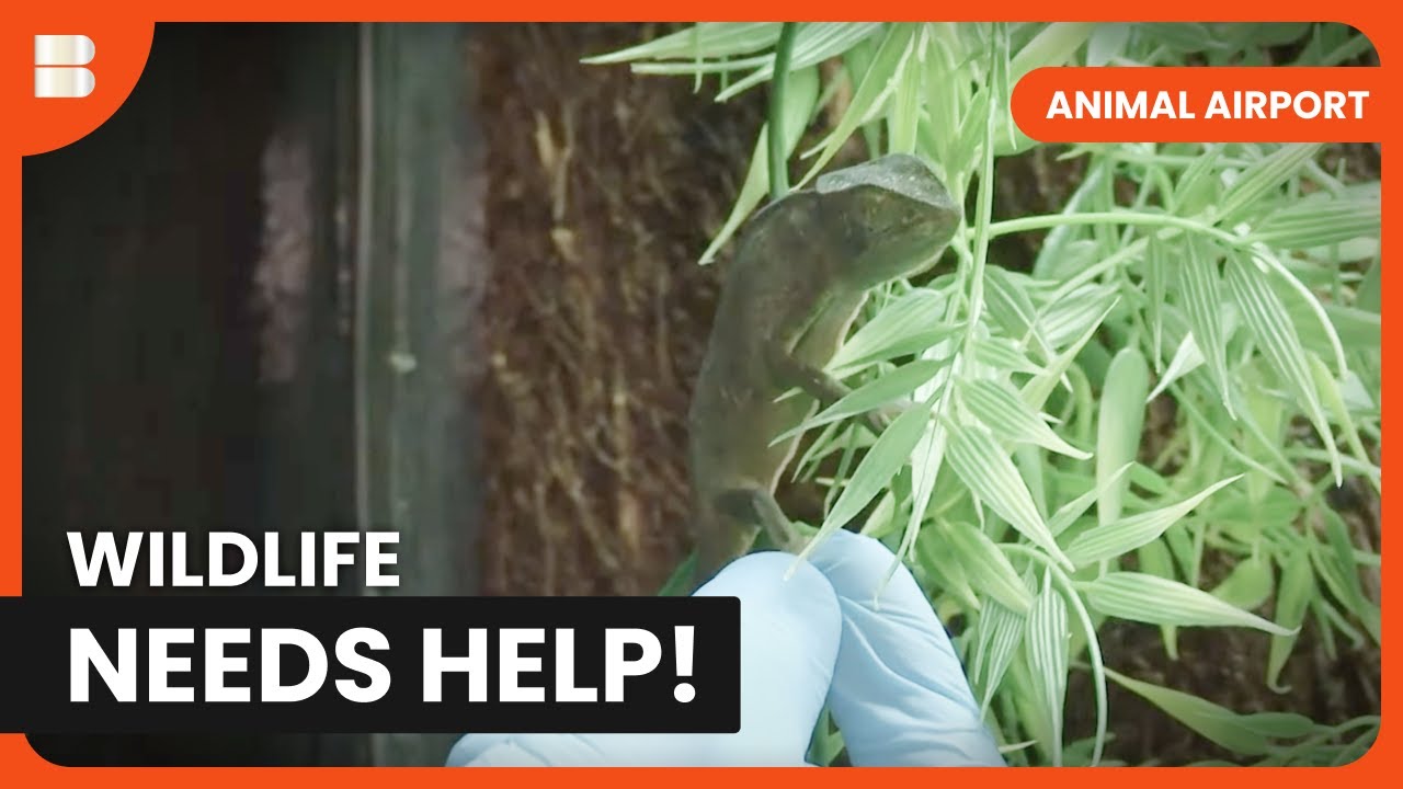 Chameleons Need Emergency Care - Animal Airport - Animal Documentary ...