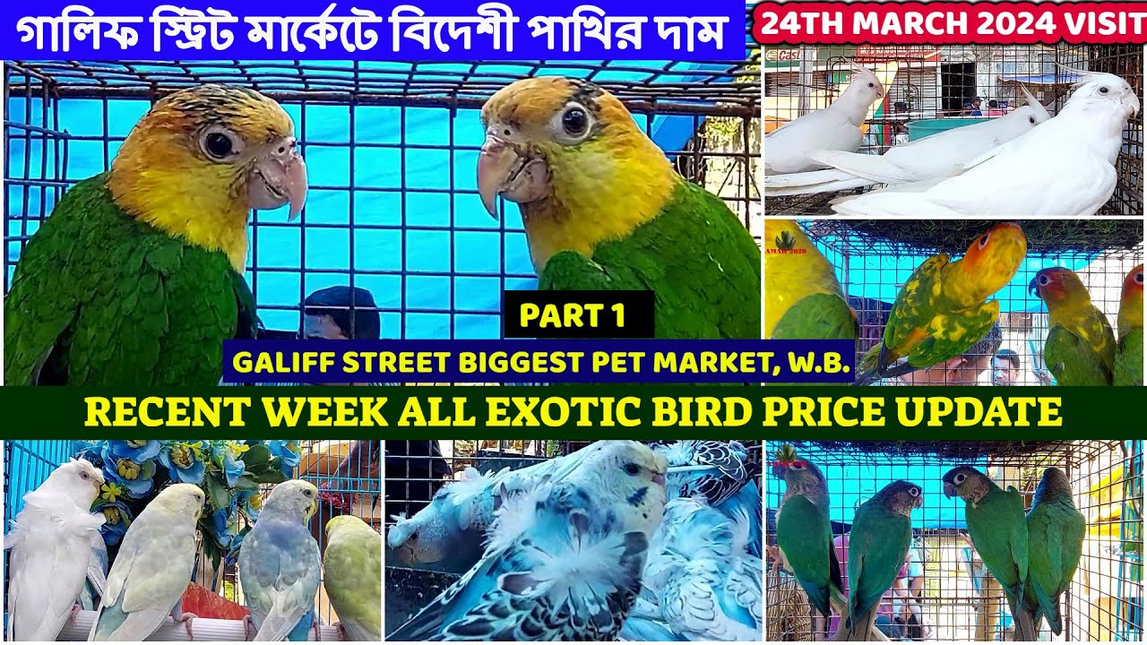 Recent Week All Exotic Bird Price Update|गालिफ़ स्ट्रीट सब से बड़ा बर्ड ...