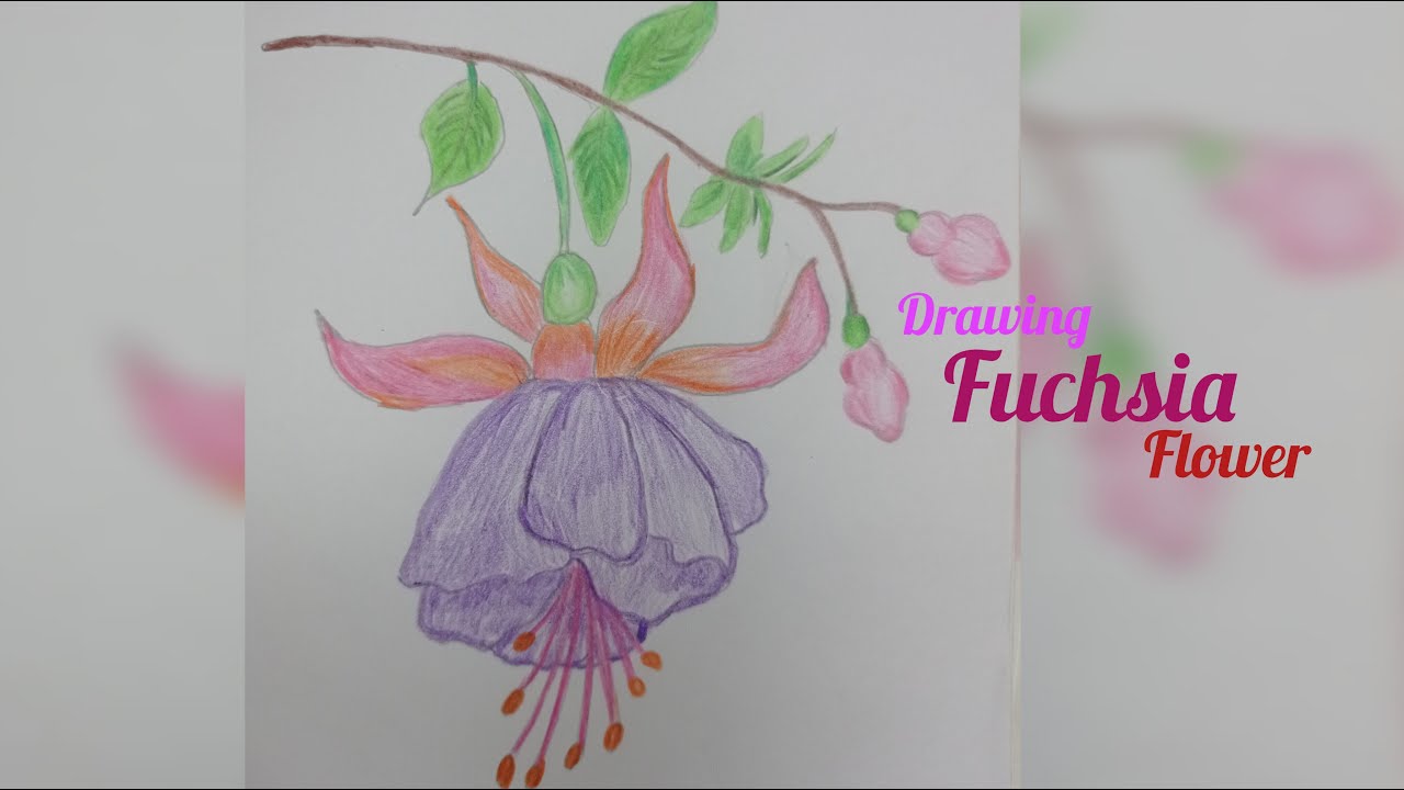 Fuchsia Flower Drawing/Fuchsia Flower Drawing Easily/Drawing Fuchsia ...