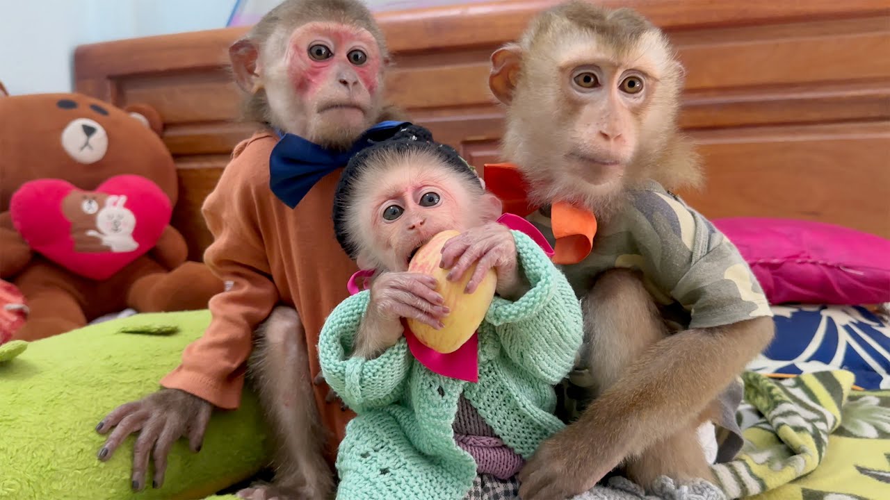 Monkey baby is so cute enjoying apples, Sam boy takes care of it - YouTube