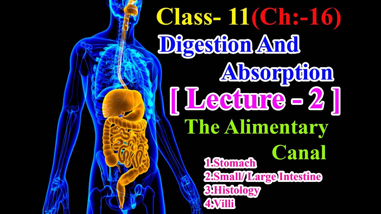 Class 11, Biology NCERT (Ch-16), Digestion & Absorption (Lec:-2 ...