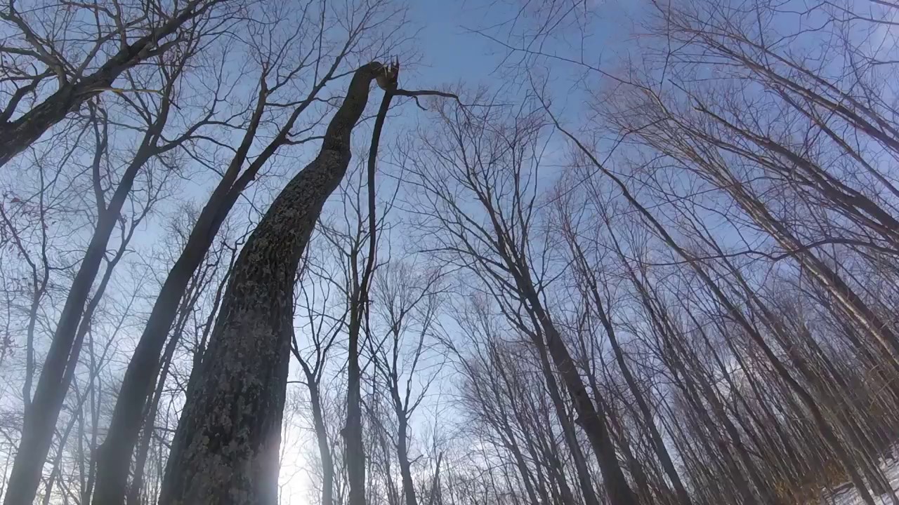 BE CAREFUL OF BROKEN TOP WIDOWMAKER TREES - YouTube