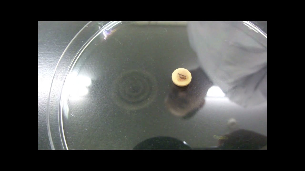 ニトロセフィンテスト（Nitrocefin test） - YouTube