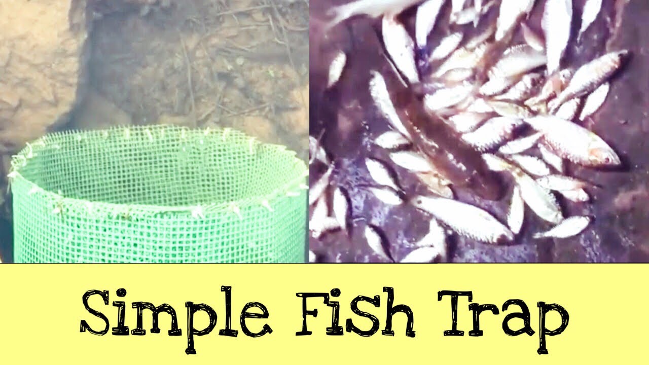 FISH TRAP MAKING EASY METHOD#Awesome video 2020 - YouTube