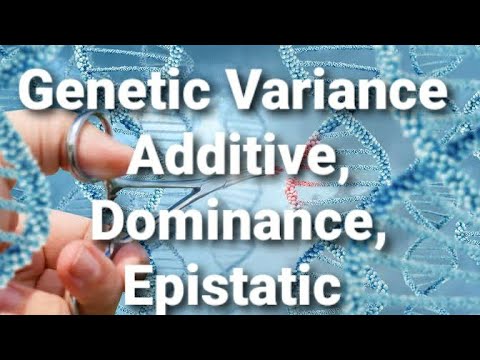 Genetic variance, Additive, Dominance, Epistatic variance - YouTube