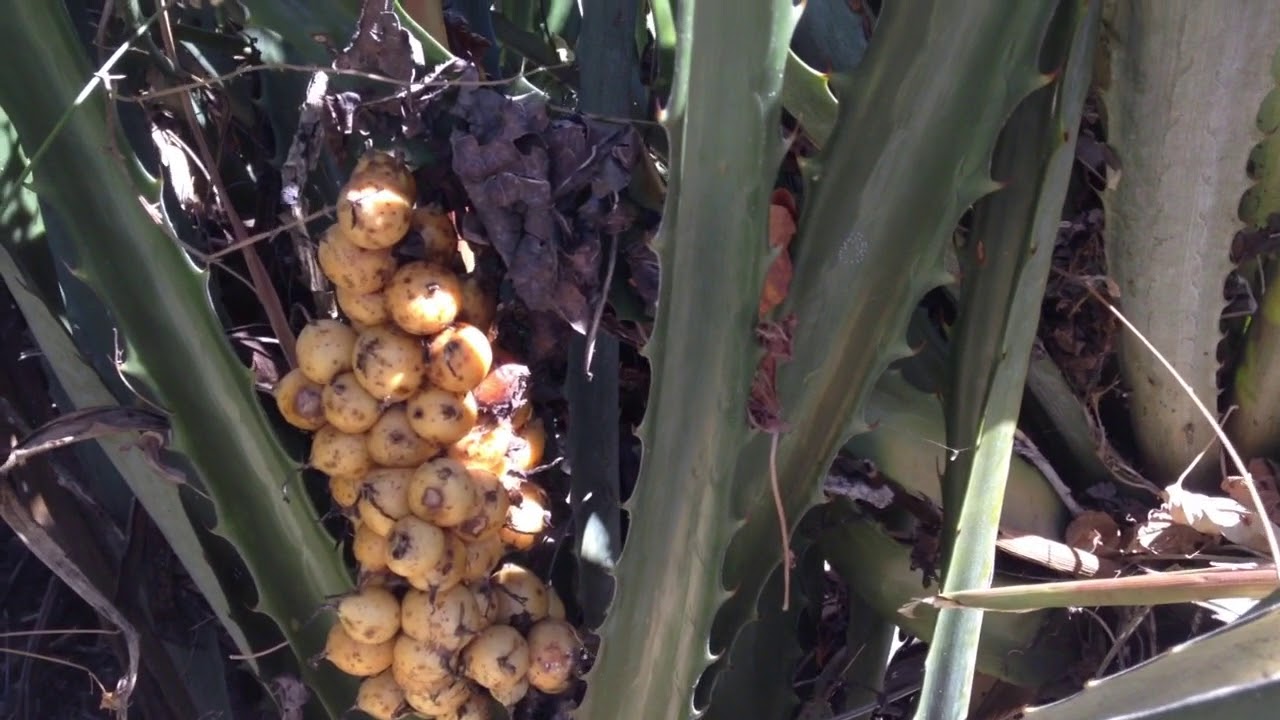 Las piñuelas - YouTube