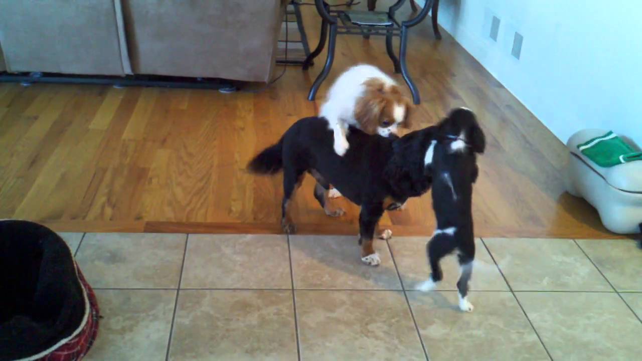 3 Bentley, Lucky and Toby learn to play and have fun. Cavalier King ...