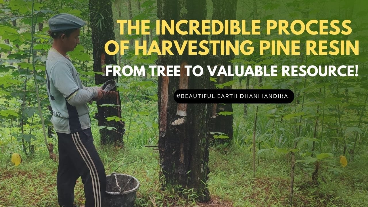 The Incredible Process of Harvesting Pine Resin – From Tree to Valuable ...