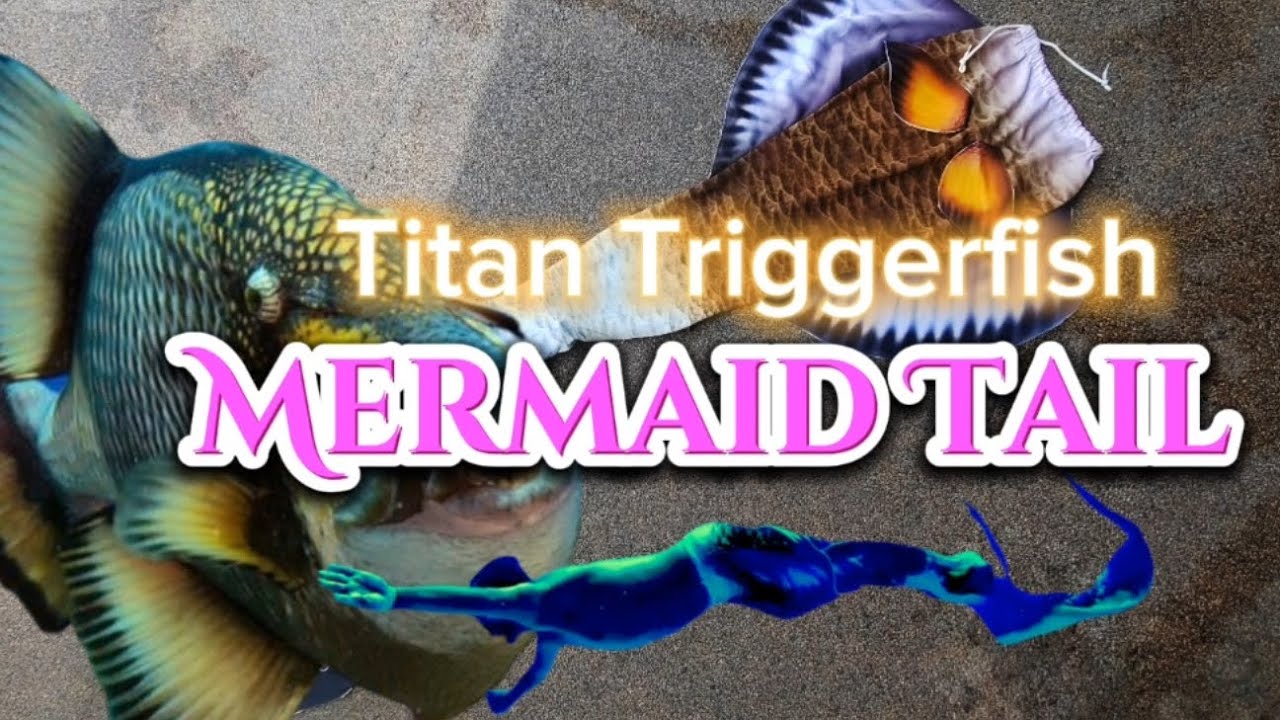 Titan Triggerfish - Mermaid Tail - YouTube