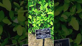 Cocaine plant | කොකේන් පැළය #shorts #coca #cocaine #drug #plant #plants #southamerica
