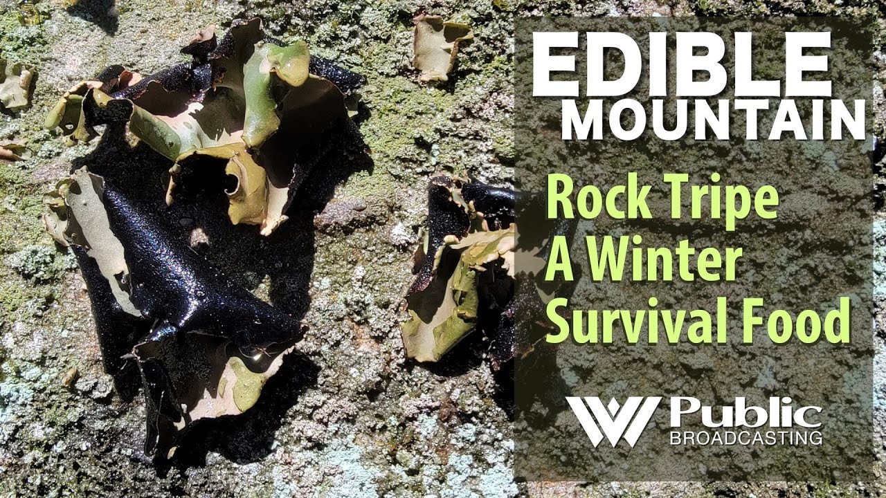 EDIBLE MOUNTAIN - Rock Tripe A Winter Survival Food - YouTube