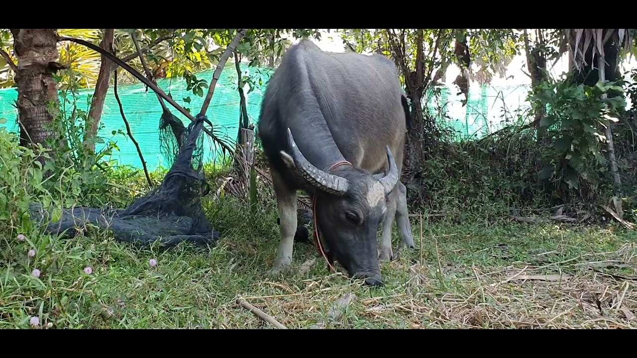 Buffalo eats grass - YouTube