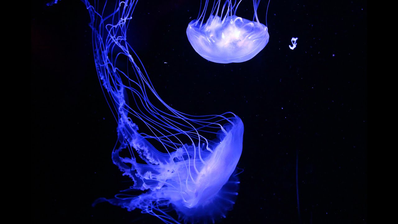 Documentary on sea life and nature | jale fish, ocean, Fun Empire - YouTube