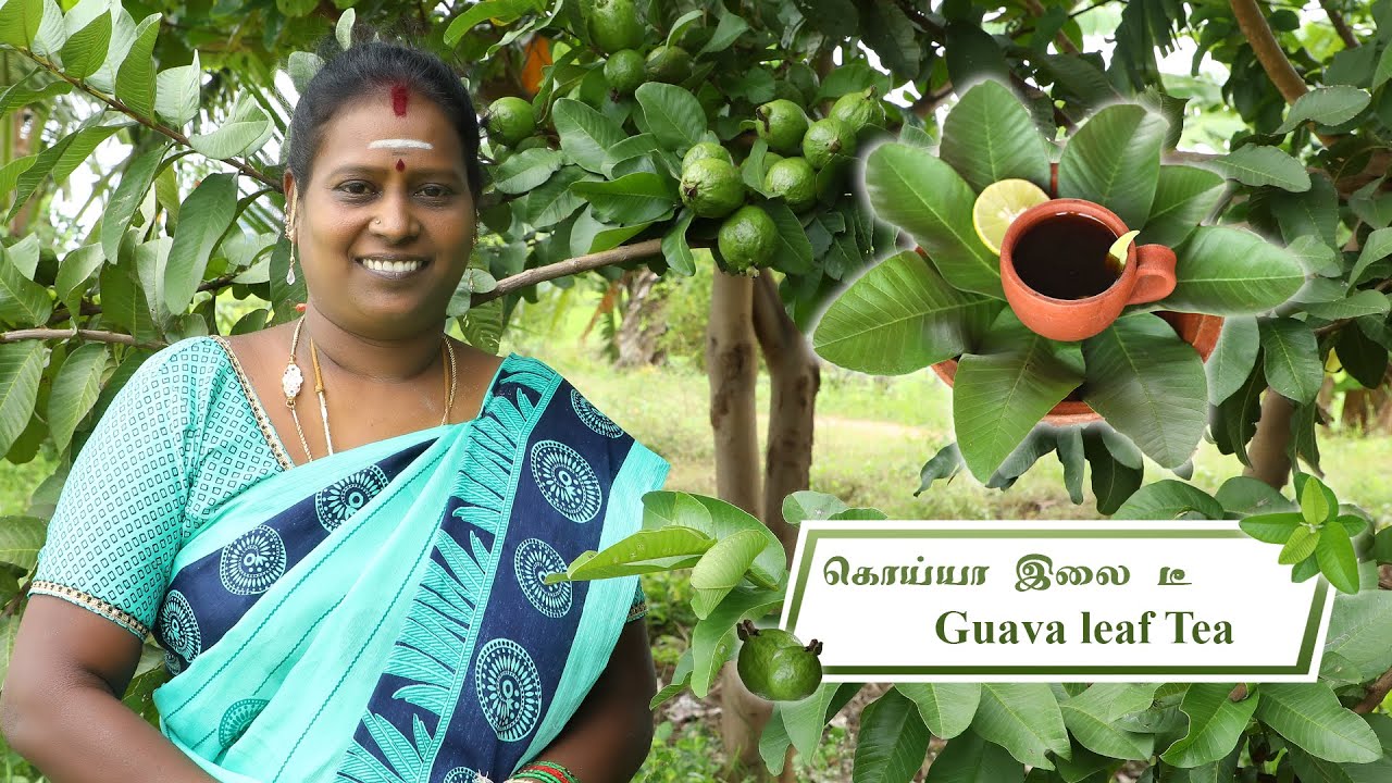 கொய்யா இலை டீ/guava leaf tea recipe in tamil - YouTube